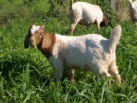Cabrito Boer Aprendendo a Pastar. Fazenda Cabanha Vitória - Quedas do ...
