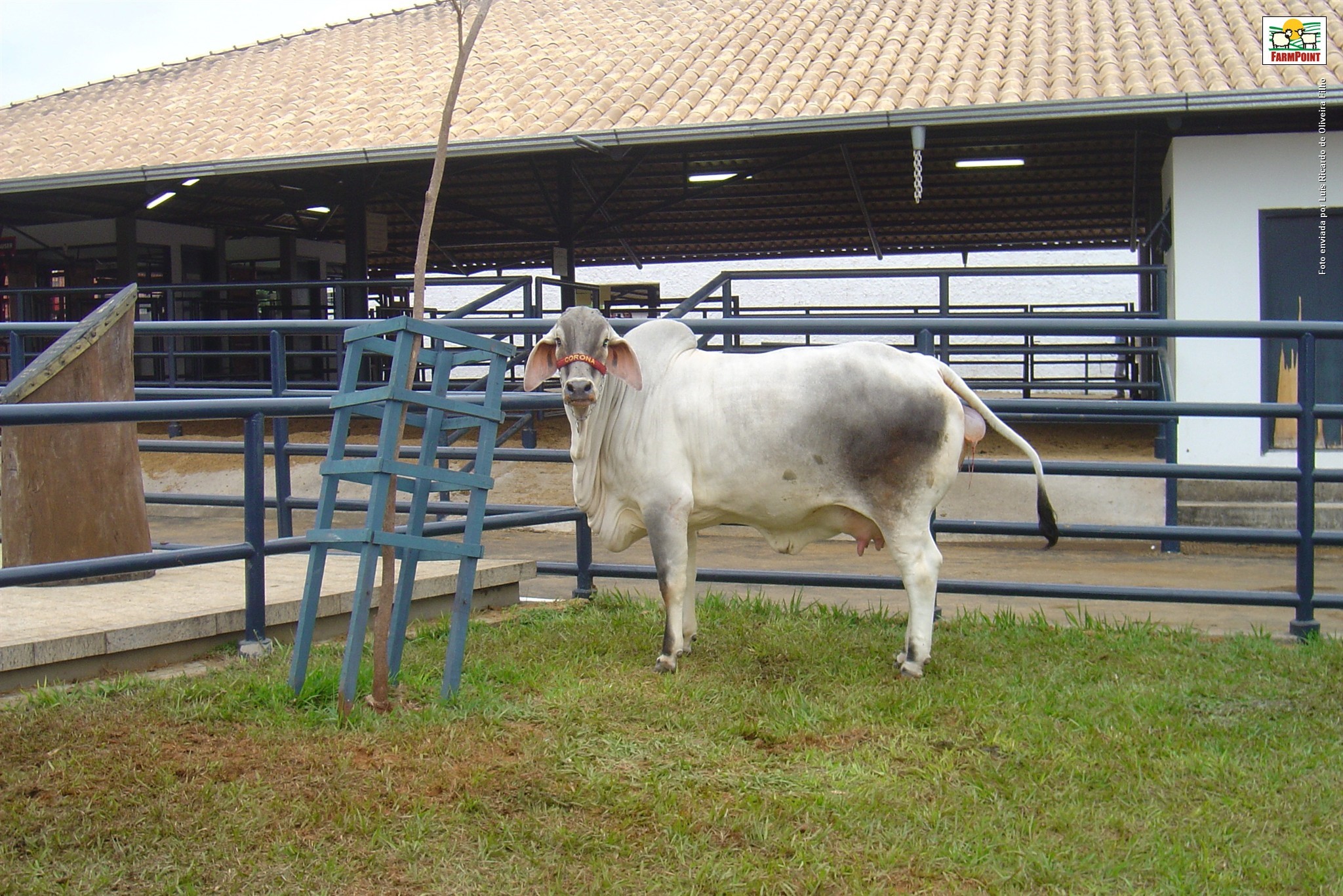 Vaca em trabalho de parto durante a expozebu - Fotos - Luís Ricardo de ...